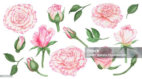 손으로 그린 분홍색 장미와 녹색 잎의 수채화 세트 투명한 배경으로 조심스럽게 잘라냅니다 청첩장 발렌타인 데이 카드 로맨틱한 디자인 꽃무늬 브랜딩에 이상적입니다 0명에 대한