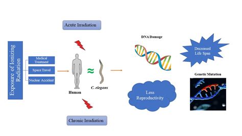 Human Mutation From Radiation