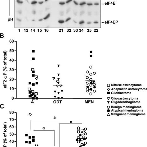 Eukaryotic Translation Initiation Factors Eif2a And Eif4e Levels A Download Scientific