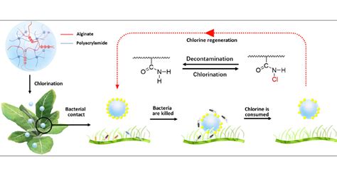 Chlorine Rechargeable Halamine Biocidal Alginatepolyacrylamide