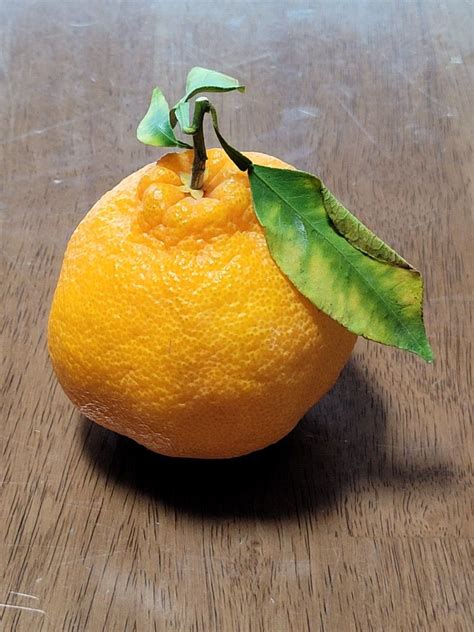 Inspiration에 있는 Calin Mihaela님의 핀 정물 과일 그림 정물화