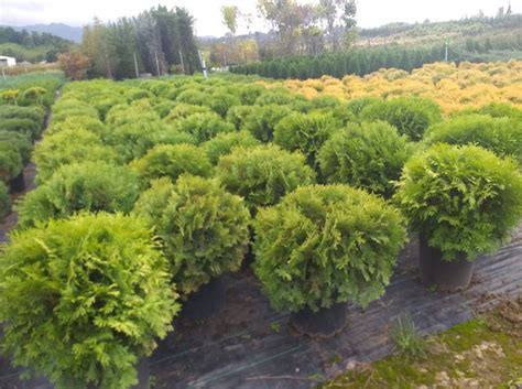 ევროეზო Euro ეზო ეზოს გამწვანება და კეთილმოწყობა რულონური გაზონი ბალახის საფარი ბალახის