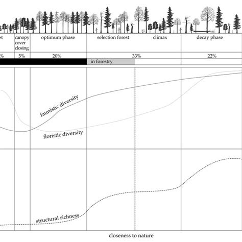 1 Conceptual Graph Of Forest Development Stages And The Development Of Download Scientific
