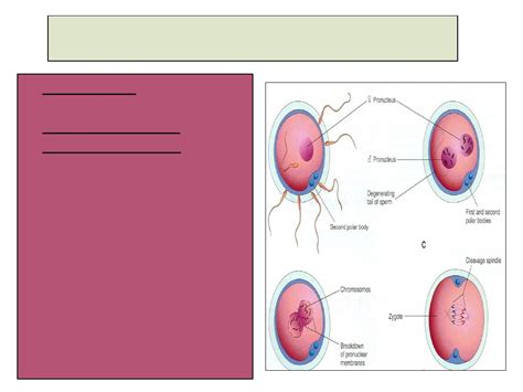 Fertilization And Implantation Pdf D Sumeya Muhadharaty