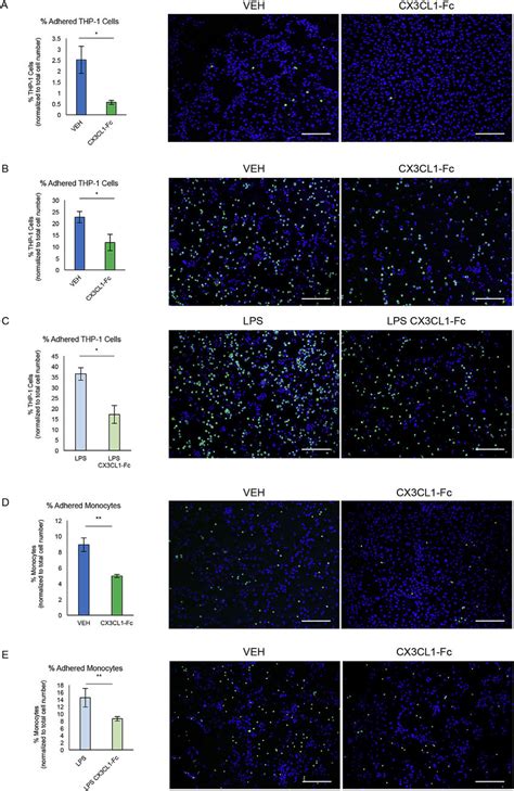 Cx3cl1 Fc Reduces Monocyte Cell Adhesion To Endothelial Monolayers A Download Scientific