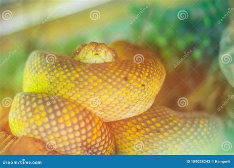 Cute Mollucan Python On Tree Simalia Clastolepis Also Known As The