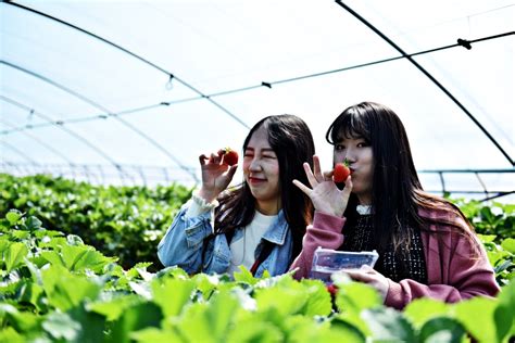 본격 딸기 철을 맞이하여 2023 논산딸기축제