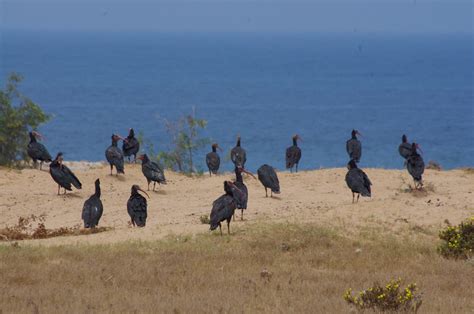 Northern Bald Ibis NBI Data On Breeding Season
