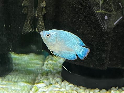 Blue Dwarf Gourami