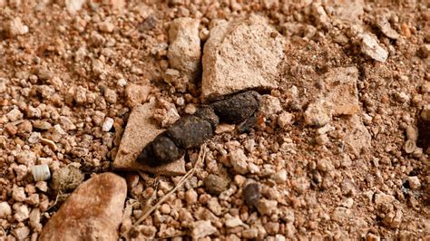 Small Animal Droppings Identification How To Identify Animal Droppings