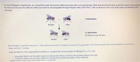Solved You Now Know That Inheritance Of Eye Color In Fruit