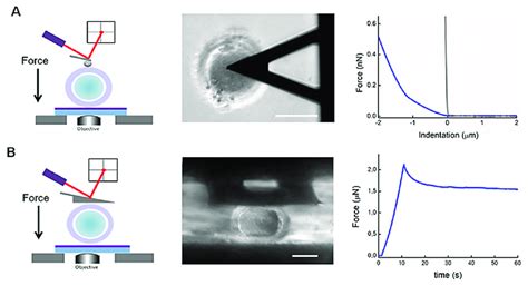 Afm Indentation Measurements With A Micrometer Bead On An Oocyte A