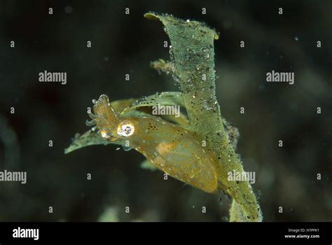 Two Tone Pygmy Squid Idiosepius Pygmaeus Lembeh Strait Indonesia