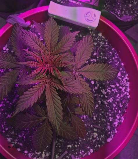 Apollo Destroyer Auto Prefloración Rargentos