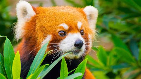 145 Fun Facts About Red Pandas That Will Amaze