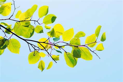 A Tree Branch With Multiple Leaves Against Blue Sky Background High Resolution Tree Twig