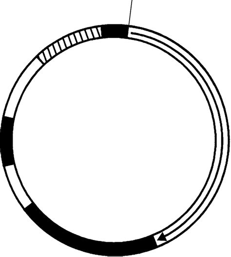 Plasmid Map Of PUS1800 OriE E Coli Origin Of Replication PUC19 Download Scientific