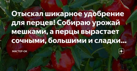 Отыскал шикарное удобрение для перцев Собираю урожай мешками а перцы вырастает сочными