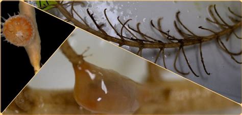 273 Million Year Old Living Fossils Found Archaeology World