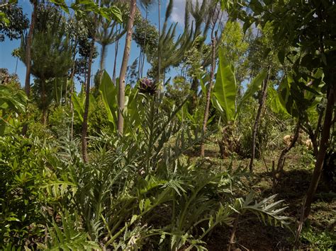 Syntropic Agroforestry Resilience Food Stories