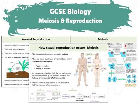 Gcse Biology Meiosis And Reproduction Teaching Resources