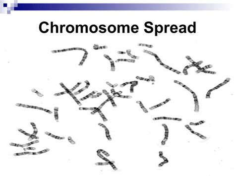 Karyotyping Ppt