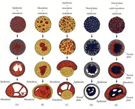 Cell Sorting Mechanica Documentation