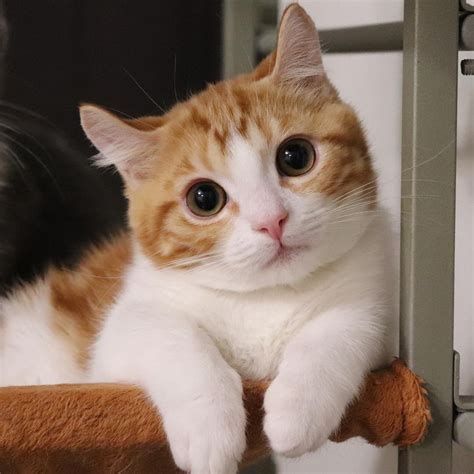 The Best Of The Do You Accept These Peets Meme