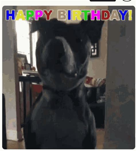 Happy Birthday Funny Animals  Happy Birthday Funny Animals