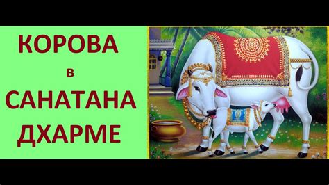 КОРОВА В САНАТАНА ДХАРМЕ! НИМИТТА ШАСТРА! Kulikova - YouTube