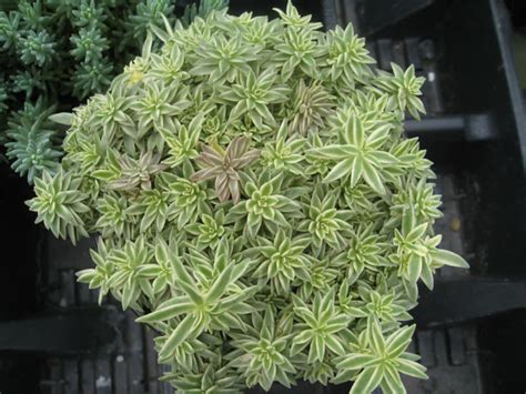 Sedum Lineare Variegatum World Of Succulents