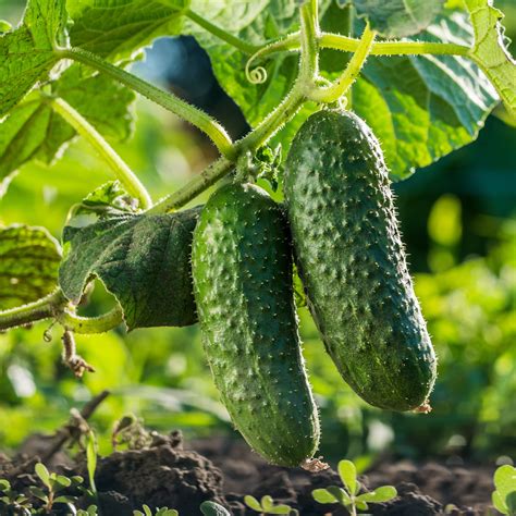 Super Max Hybrid Cucumber F1 Hoss