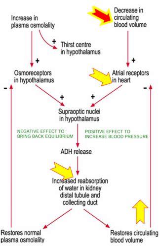 02 Hypothalamic Pituitary Axis Flashcards Quizlet