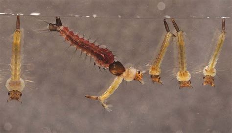 Oddity Ark 11 191 Mosquito Eater Off Topic Comic Vine