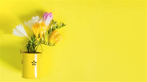 어머니의 날 밝은 노란색 배경에 노란색 흰색 프리지아 꽃과 인사말 카드 여성의 날 3월 8일 0명에 대한 스톡 사진 및 기타 이미지 Istock