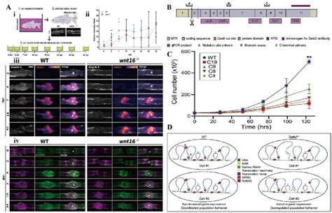 A Delayed Osteoblast Recruitment And Bone Mineralization I Marking Download Scientific