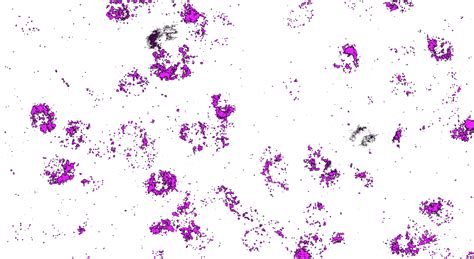 Reveal Transcriptomic Insights In Spatial Context With Rnascope