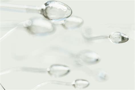 Whats The Lifespan Of Sperm In A Female After Intercourse