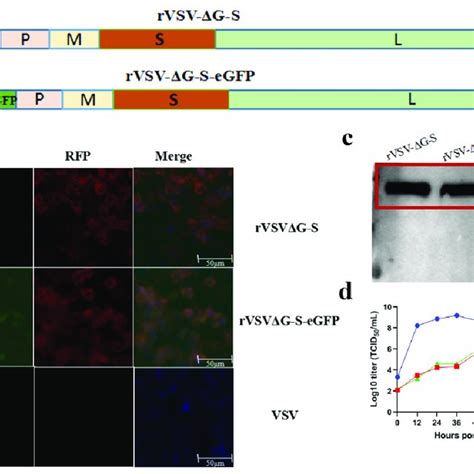 Characterization Of The Recombinant Vsv Viruses A Schematic Diagrams