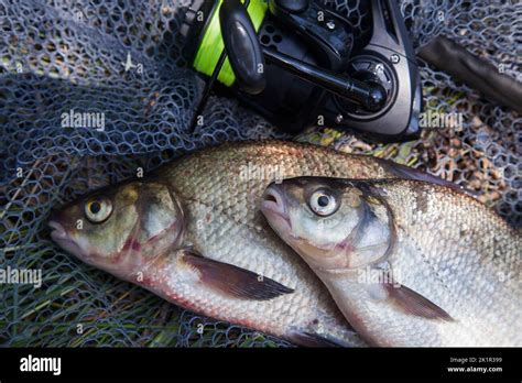 Catching Fish Two Big Freshwater Common Bream Known As Bronze Bream