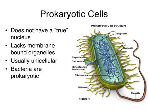 Prokaryotic Definition