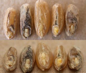 Wheat Grading Factors