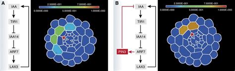 Interplay Between Auxin Efflux And Influx Carriers Is Required For Download Scientific Diagram