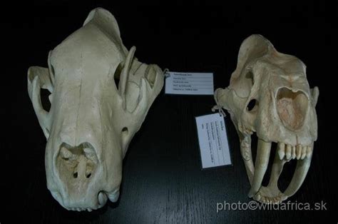 Cave Lion Vs Smilodon The Softer Side Of Sabercats
