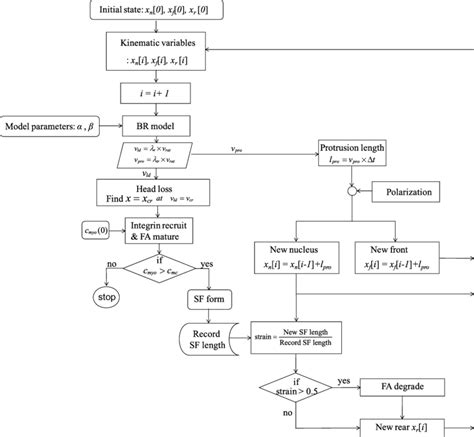 Flow Chart Of Cell Migration Simulation Download Scientific Diagram