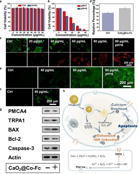 A The Viability Of 7702 And Huvec Cells Incubated With Cao2 Co Fc With