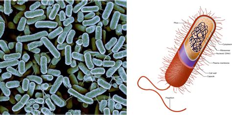 Figure 1 1 From 3d Segmentation For Super Resolution Imaging Of Bacterial Biofilms Semantic