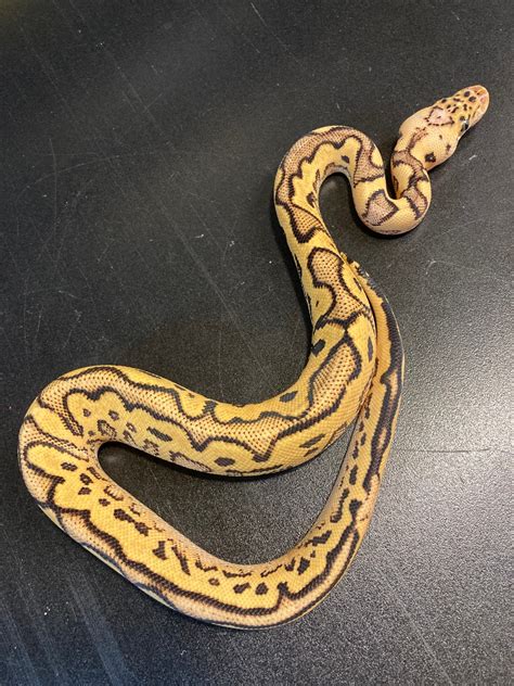 2022 Super Pastel Yellowbelly Clown Ringer Male Ball Python By Ballroom