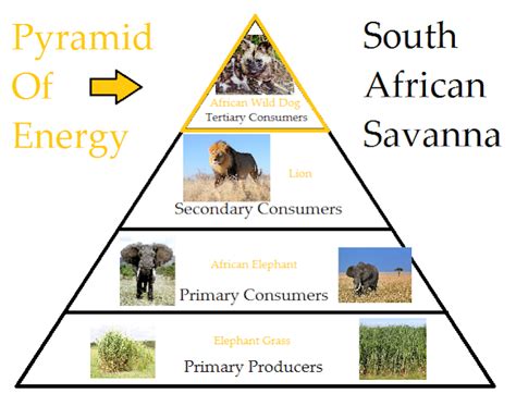African Wild Dog Food Web