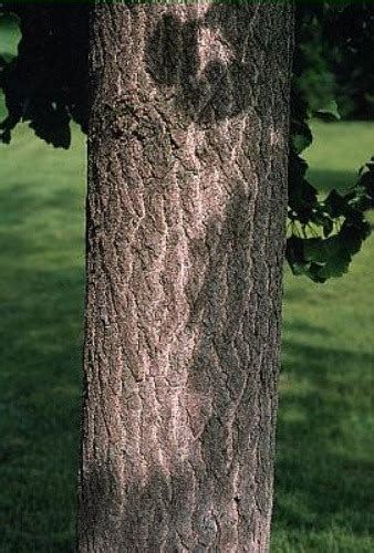 Bark Practical Flashcards Quizlet Bark Practical Flashcards Quizlet